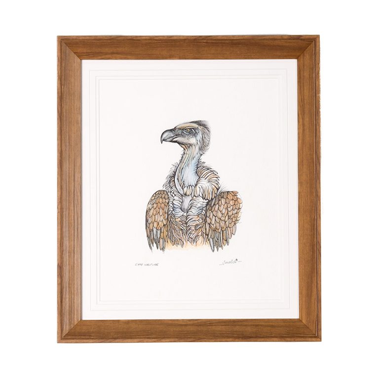 Cape Vulture - Bont Huijs